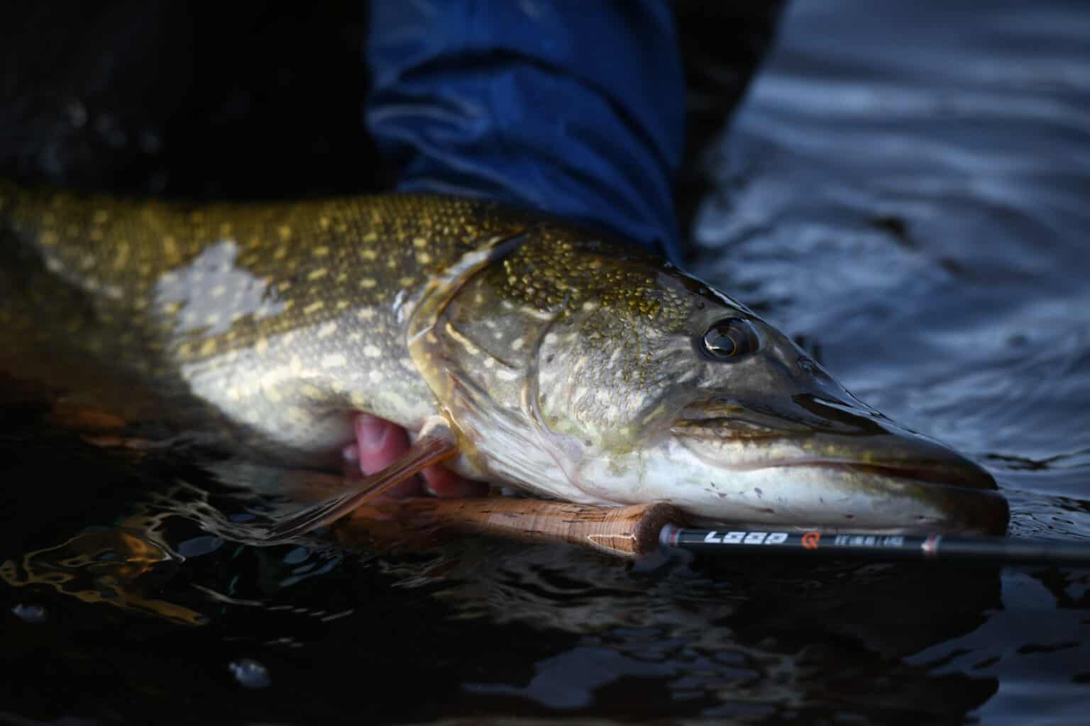Guided Pike Fishing Trips in Scotland