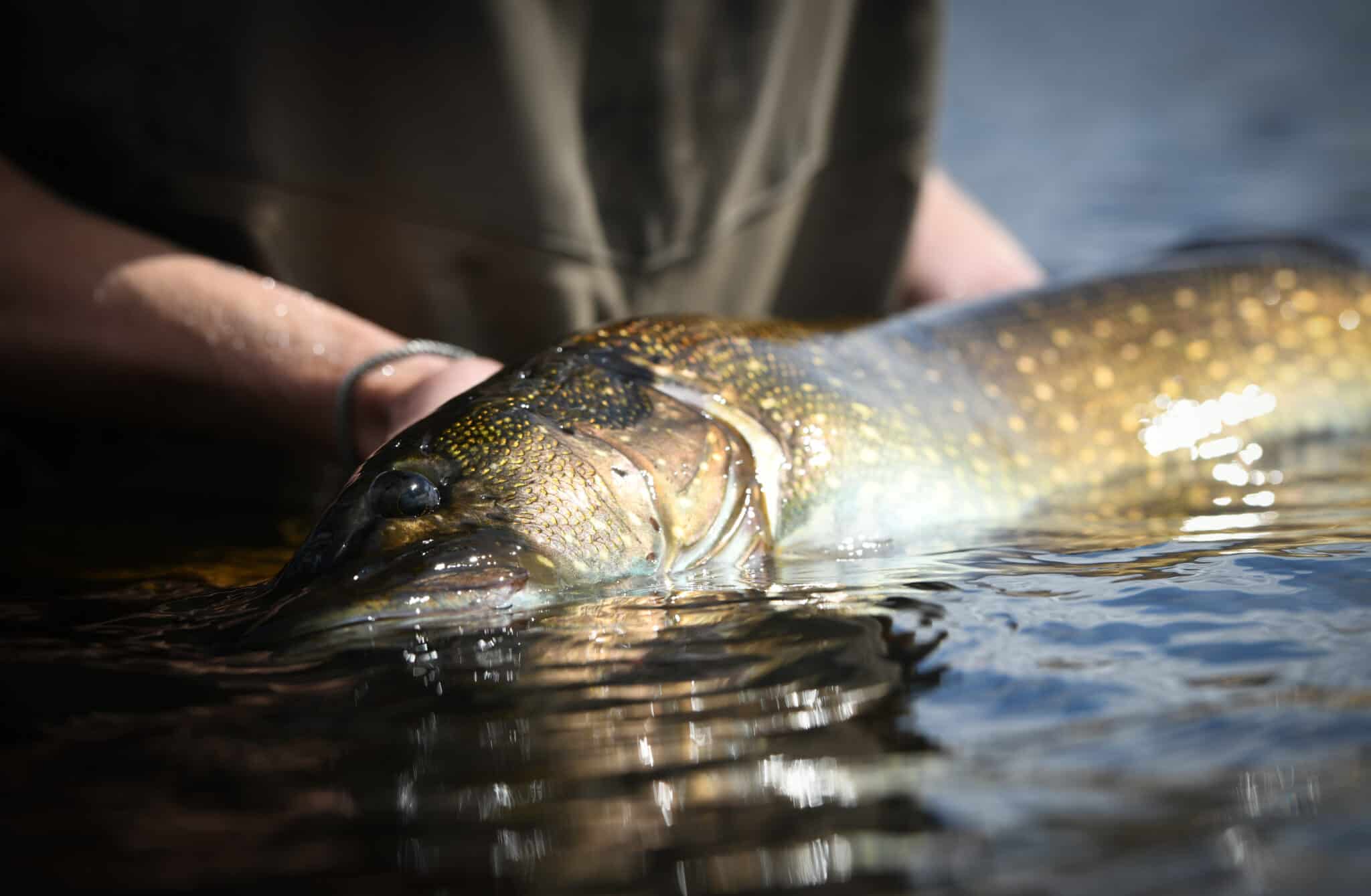 Guided Pike Fishing Trips in Scotland