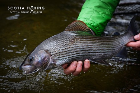 Fly Fishing Near Glasgow for Salmon, Trout, Grayling & Pike