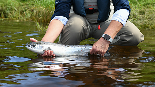 grilse-salmon-scotland - Scotia Fishing