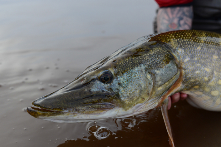 Scottish Fishing Blog | Fly Fishing in Scotland Blog and Articles