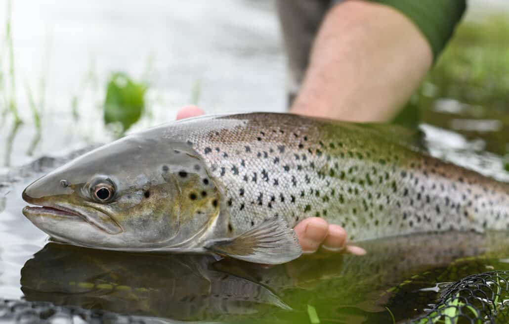 sea-trout - Scotia Fishing